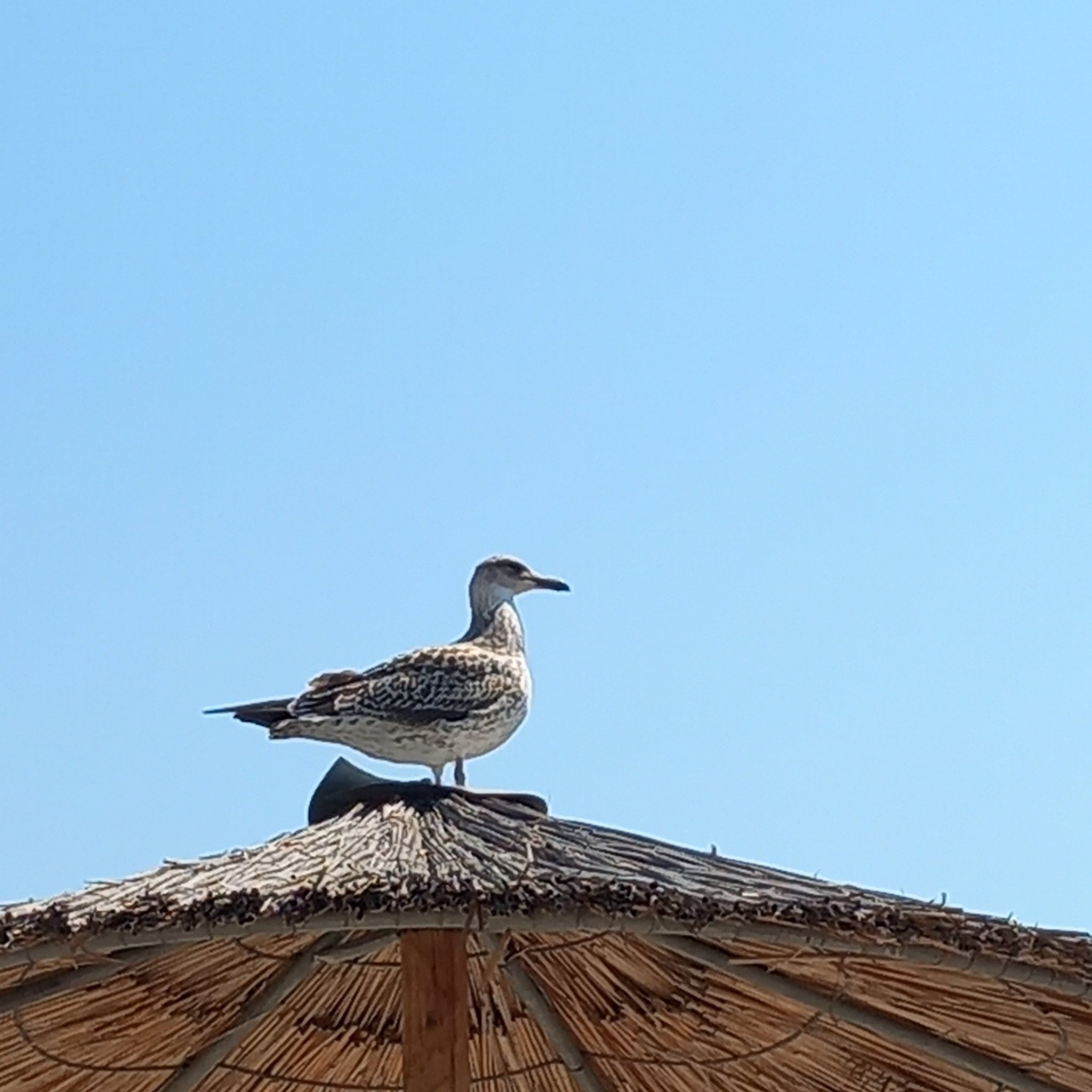 Енгин Акюрек. Нови и стари проекти – Тема 442 | Романтични сериали ...