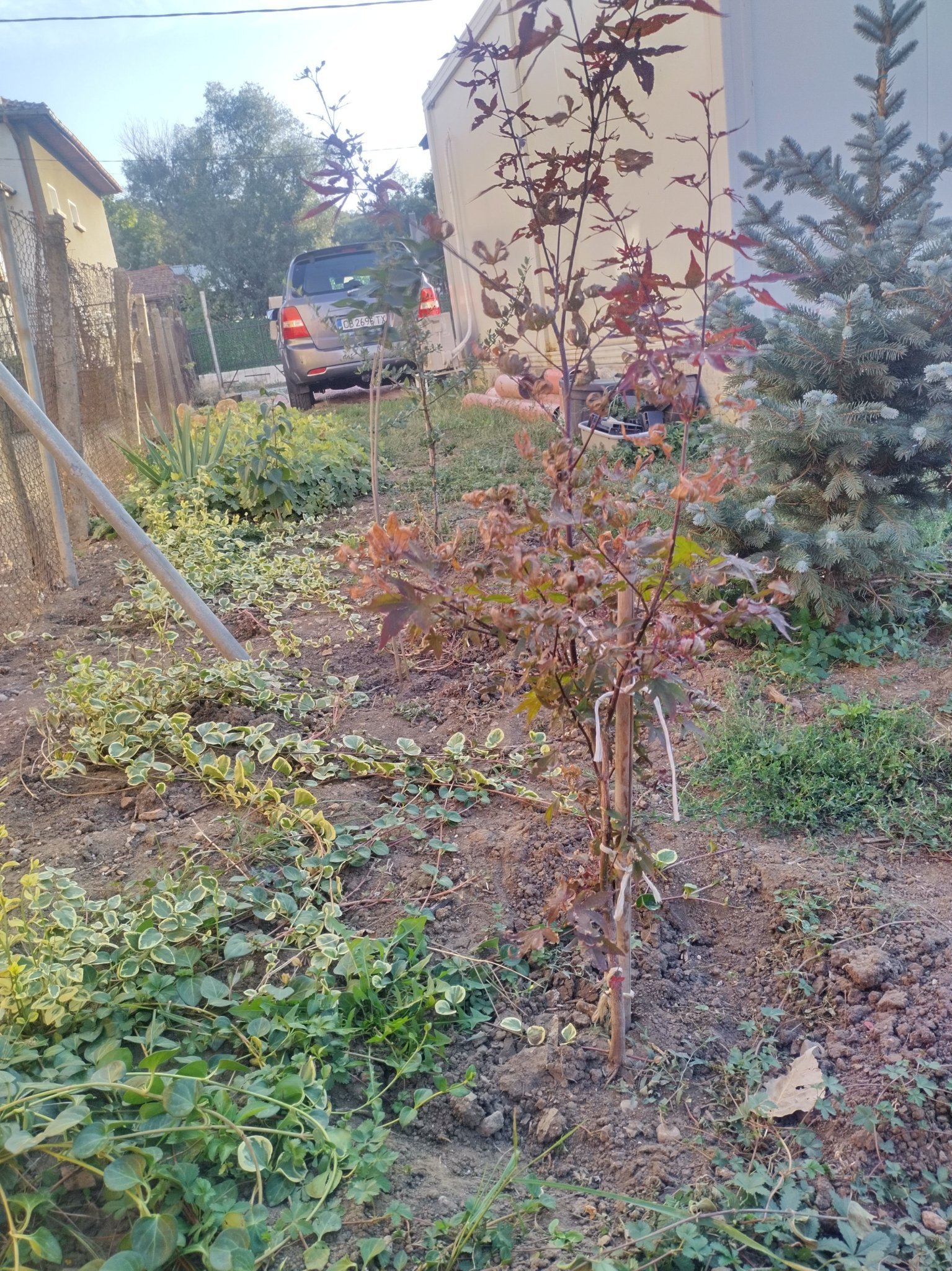 Любители на рози 5 | Цветарство и градина | Страница 19 | Мнения от BG ...