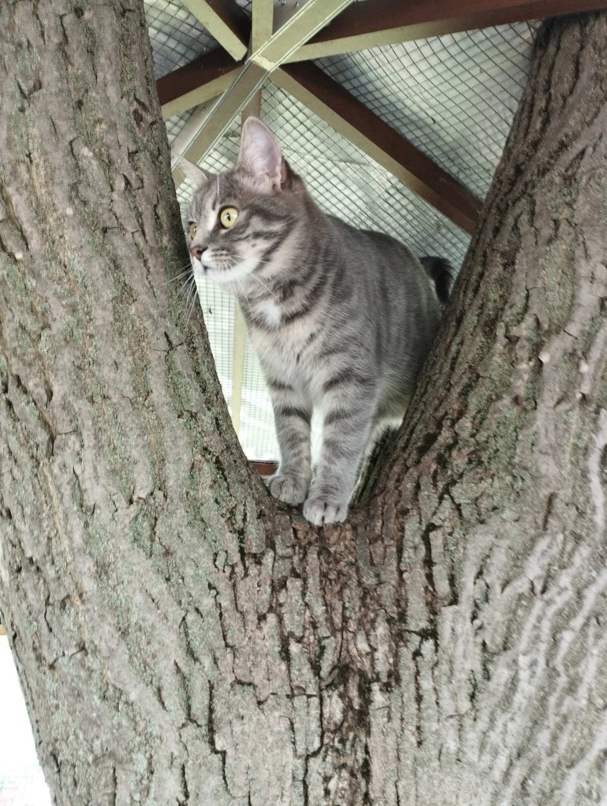 Най-хубава котка и най-хубаво куче на форума | Развлечение | Страница ...